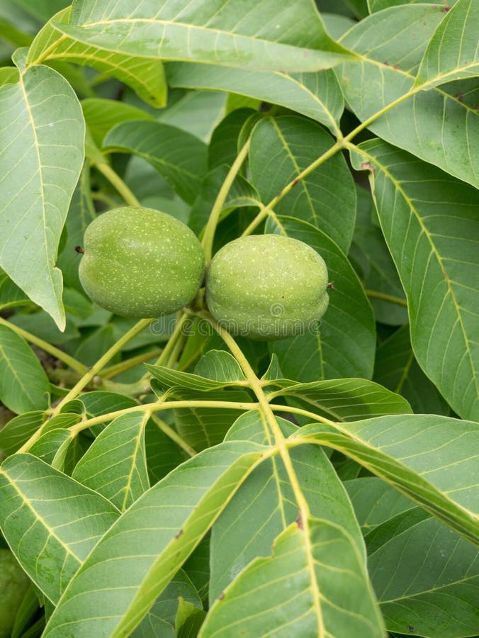 Walnut Tree Close Up with Green Fruits Stock Image - Image of close ...