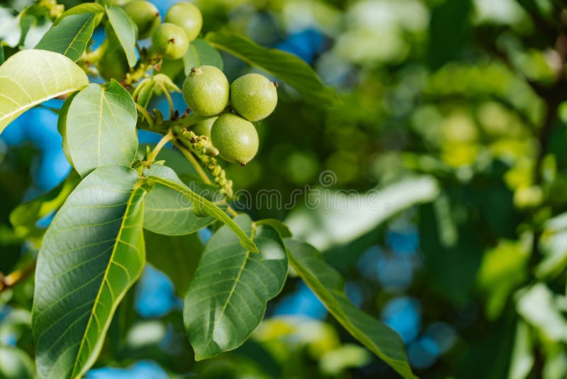 Walnut Tree Close Up. Green Walnuts on a Tree Branch Stock Photo ...