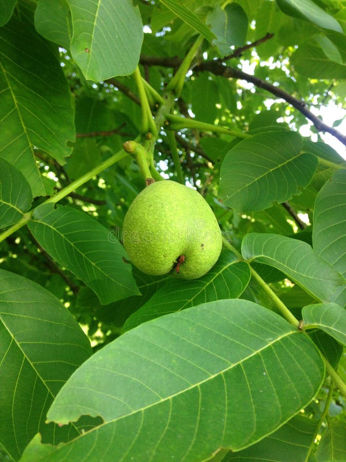 Walnut tree stock image. Image of grow, potherb, nature - 74862323