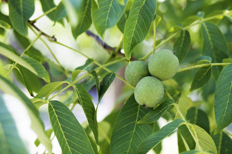 Walnut Tree stock image. Image of leaves, walnuts, farming - 57767789