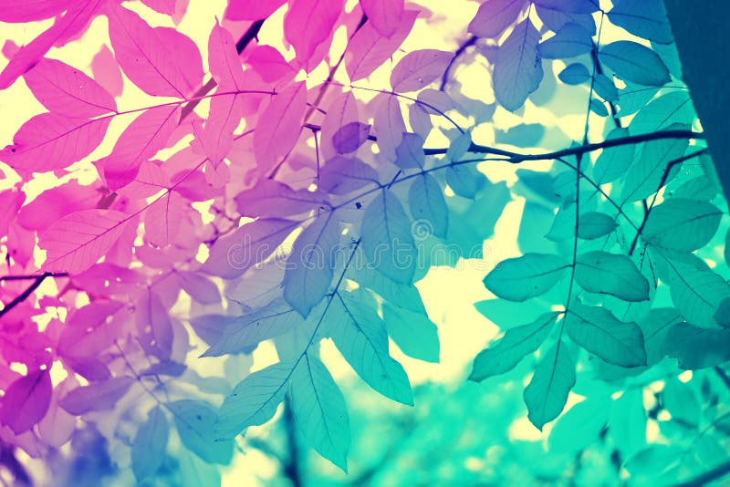Walnut Tree Colorful Branches Stock Image - Image of abstract ...
