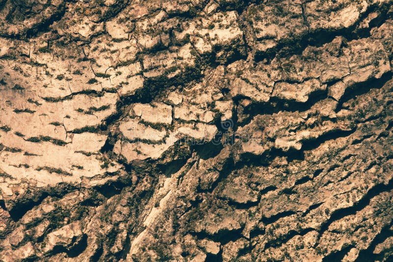 Walnut Tree Crust Texture, Natural Wood Background Stock Image - Image ...