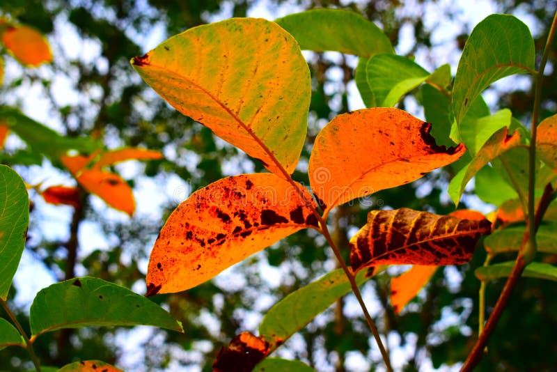 Bright Walnut Leaves in Autumn Stock Image - Image of autumn, deciduous ...