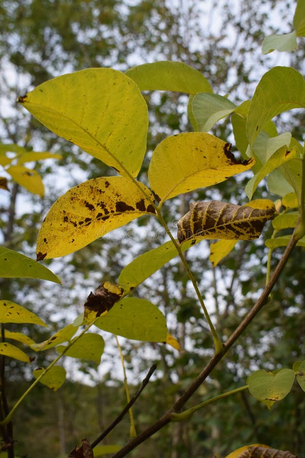 Yellow Walnut Leaves in Autumn Stock Photo - Image of plant, produce ...