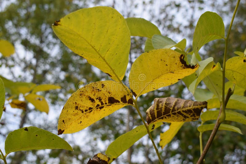 Yellow Walnut Leaves in October Stock Photo - Image of deciduous ...