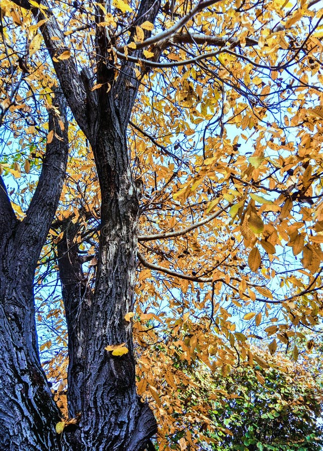 Walnut tree in Autumn stock photo. Image of change, blue - 163836366