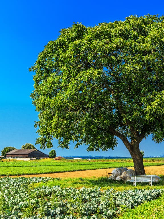 Walnut tree in field stock image. Image of walnut, white - 42545649