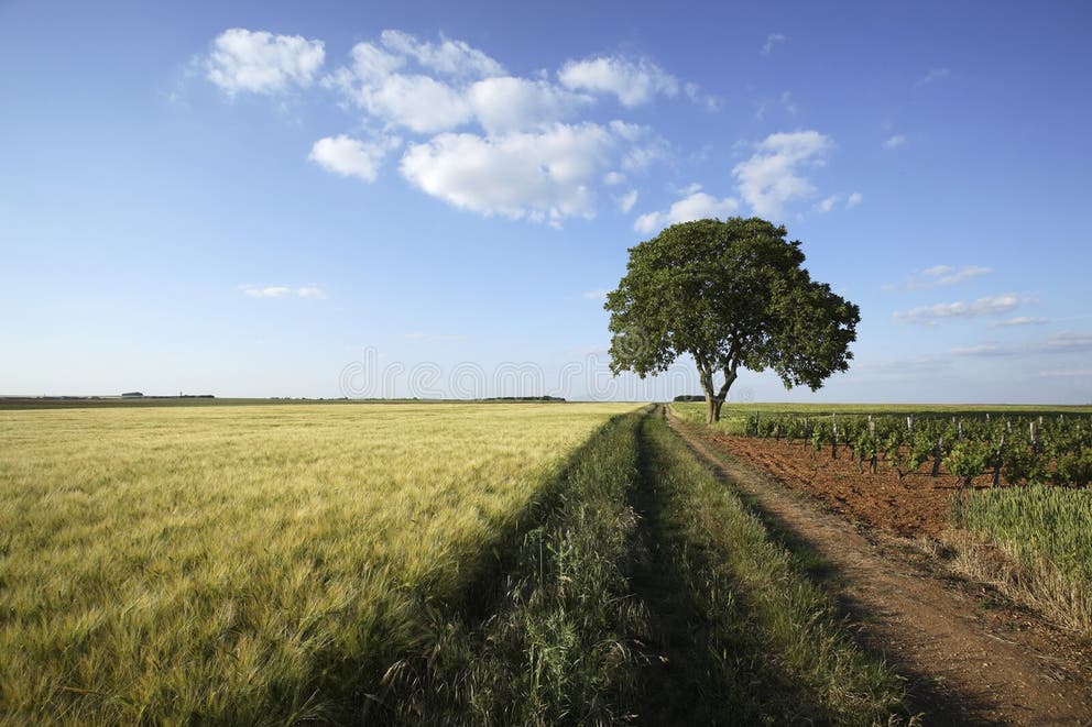 Walnut Tree in a Field of Wheat Stock Photo - Image of outdoors ...