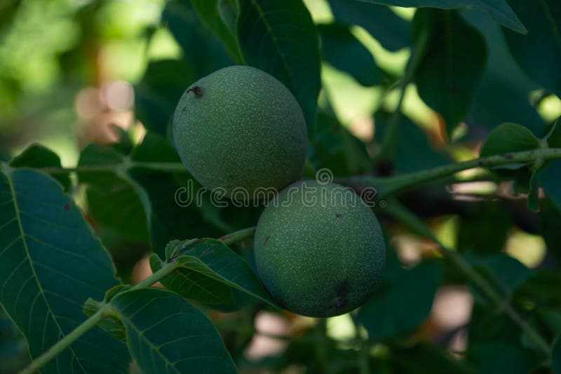 Walnut Tree in the Forest. Nuts on the Tree Stock Photo - Image of nuts ...