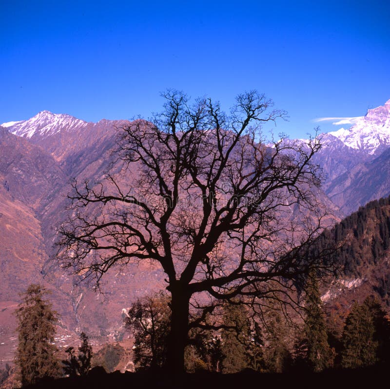 457 Uttarakhand State Tree Stock Photos - Free & Royalty-Free Stock ...