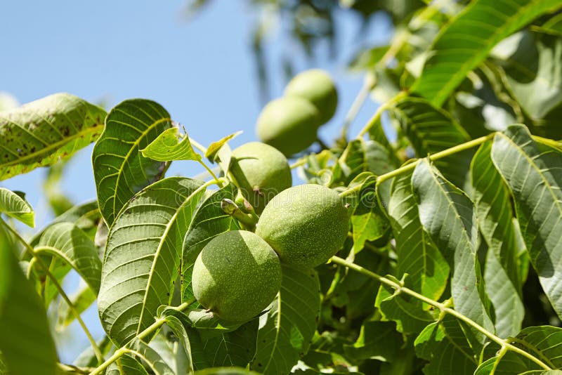 Walnut Tree with Walnut Fruit in Green Pericarp Stock Photo - Image of ...