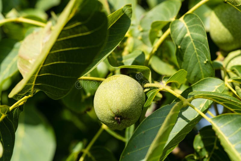 Walnut tree fruits stock image. Image of fruit, natural - 228338711