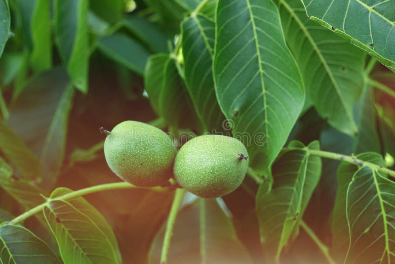 Walnut tree fruits stock image. Image of garden, juglans - 221836879