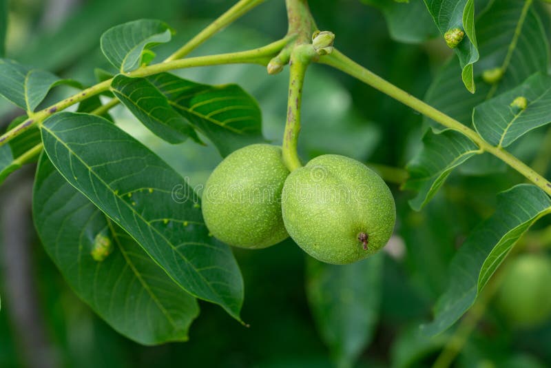 Walnut Tree with Fruits in Summer Stock Image - Image of green, closeup ...