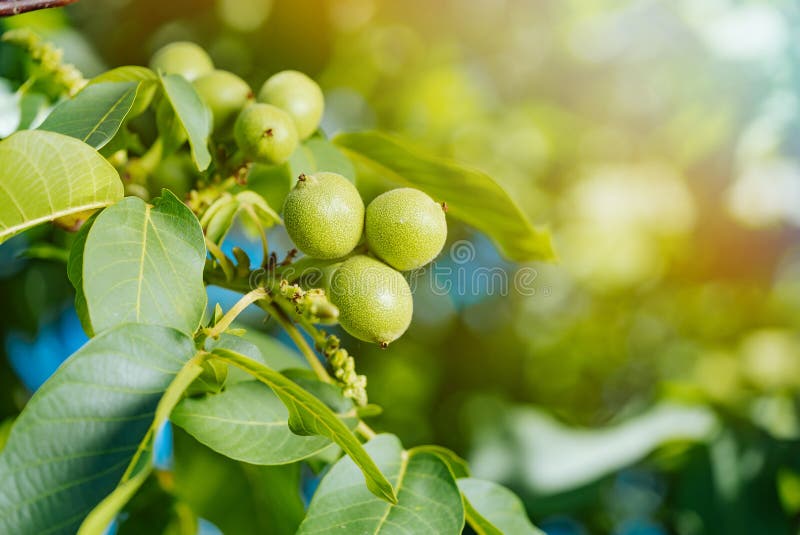 Walnut Tree with Fruits, Sun Rays. Stock Image - Image of nature ...