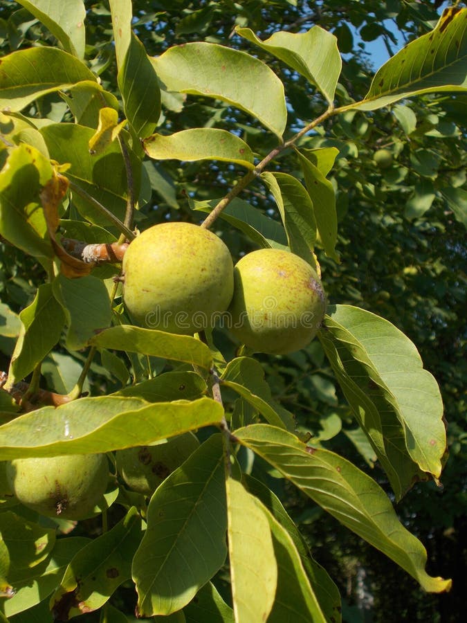 Walnut tree with fruits stock photo. Image of walnut - 85506088
