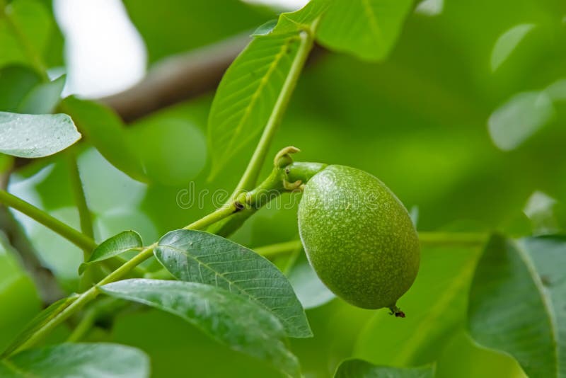 Walnut Tree with Green Leaves and Raw Walnuts Stock Image - Image of ...