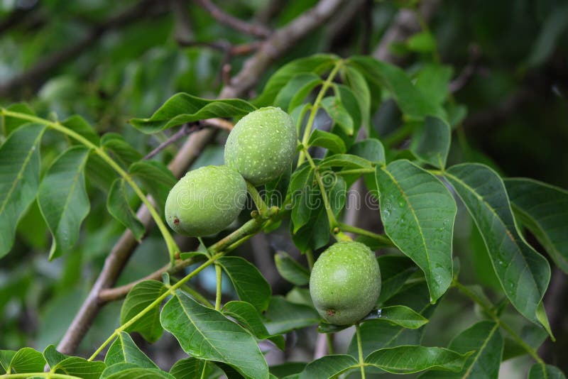 Walnut on the Tree. Green Nuts on a Branch Stock Photo - Image of ...