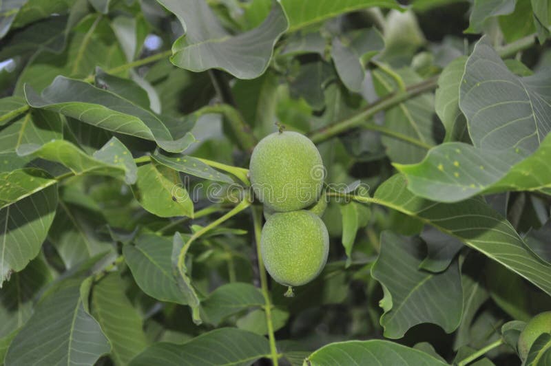 Walnut Tree with Green Nuts Stock Image - Image of flora, diet: 151768073