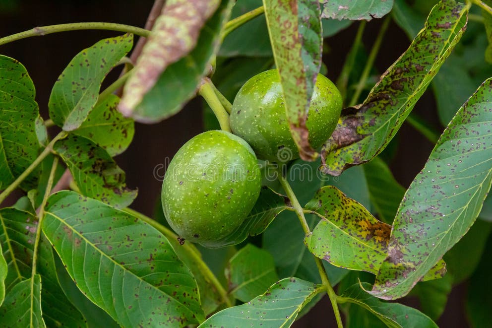 Walnut Tree, Growing Walnut in Shell on Branch, Summer Trees, Green ...