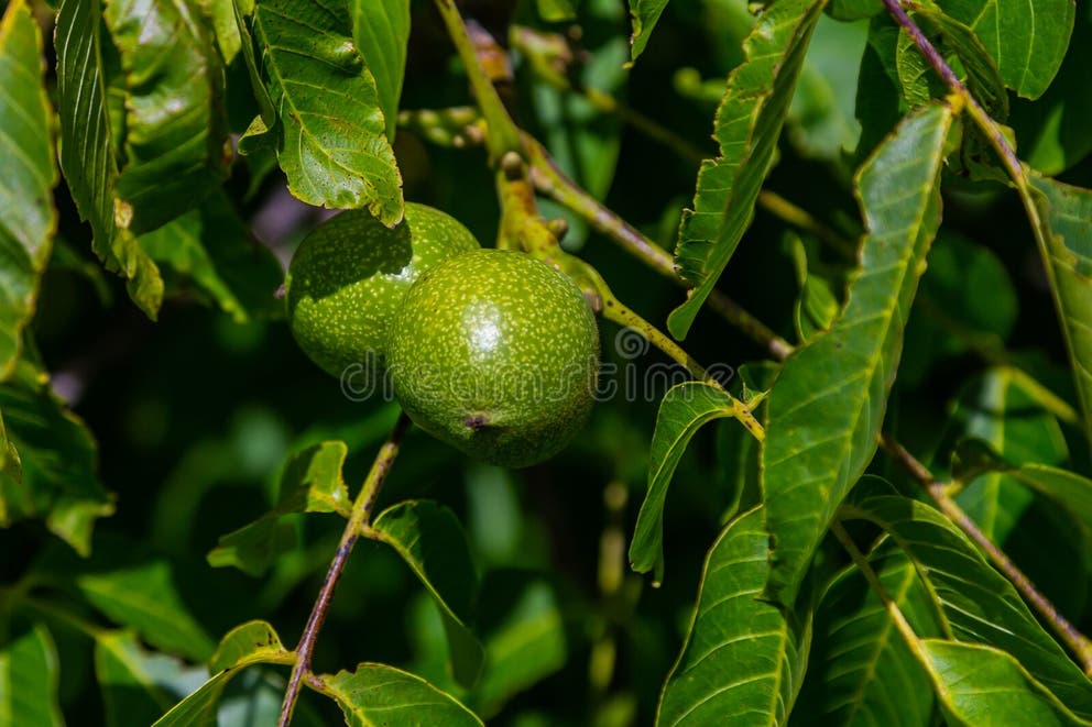 Walnut Tree, Growing Walnut in Shell on Branch, Summer Trees, Green ...