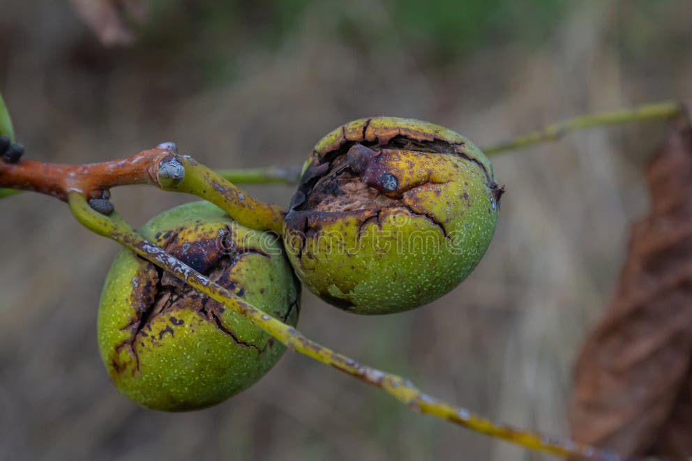Walnut Tree, Growing Walnut in Shell on Branch, Summer Trees, Green ...