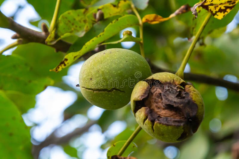 Walnut Tree, Growing Walnut in Shell on Branch, Summer Trees, Green ...