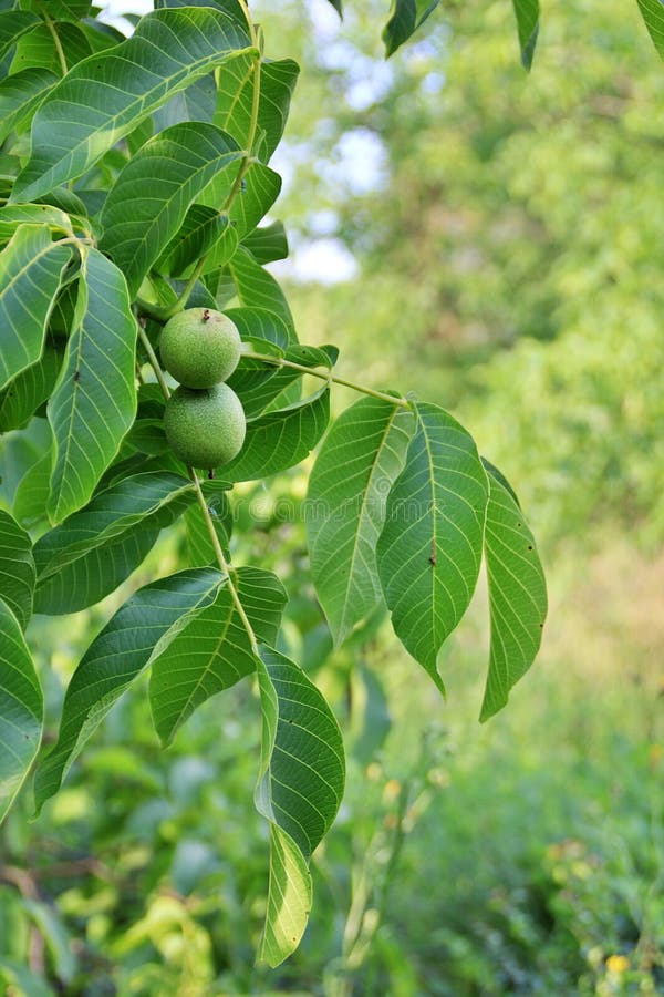 Walnut Tree Growing Shell Branch Summer Trees Walnuts Peel Stock Photos ...