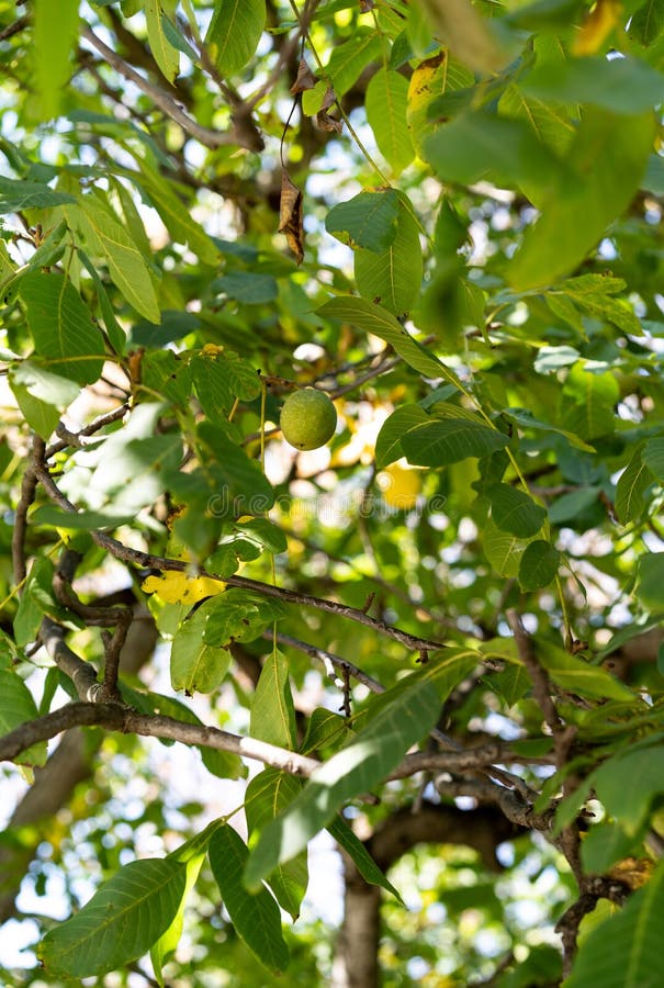 Walnut Tree with Growing Walnuts in the Month of September Stock Photo ...