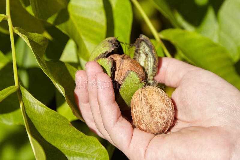 Walnut Tree and Hand Harvesting Green Walnut Stock Image - Image of ...