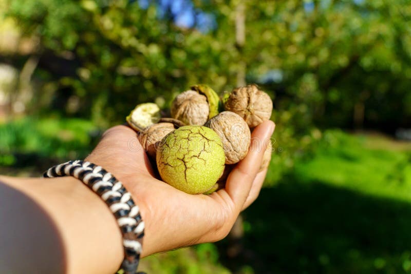Walnut Tree and Hand Harvesting Walnut. Selective Focus Stock Image ...