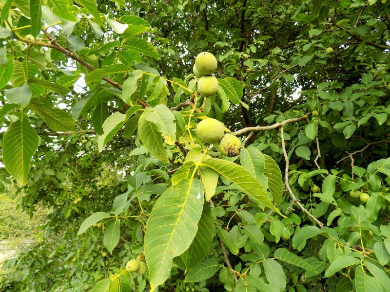 Immature Walnuts On Walnut Tree In Garden Stock Image - Image of ...