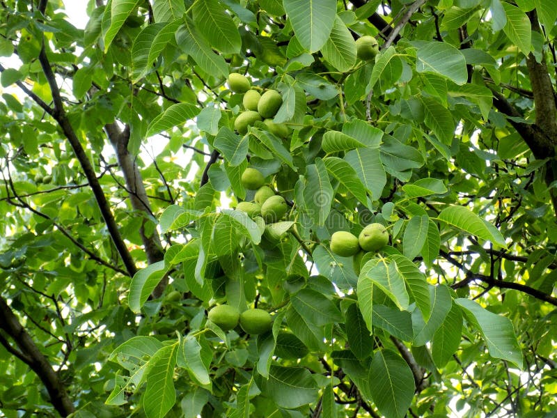 Walnut tree stock photo. Image of leaf, vegetation, nature - 65713124