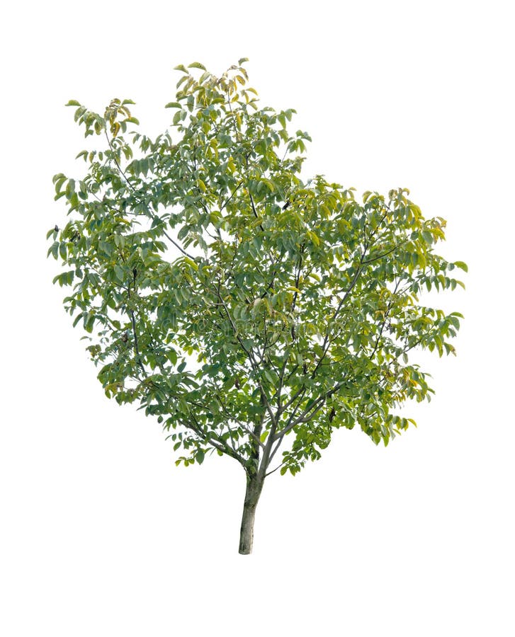 Isolated walnut tree stock photo. Image of fall, leaf - 100519934