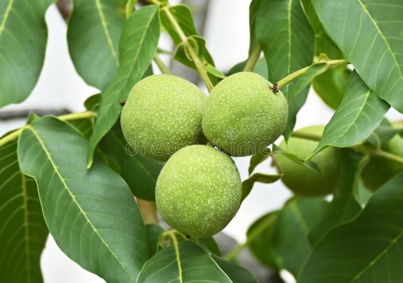 Walnut Tree (Juglans Regia) with Fruit Stock Photo - Image of health ...