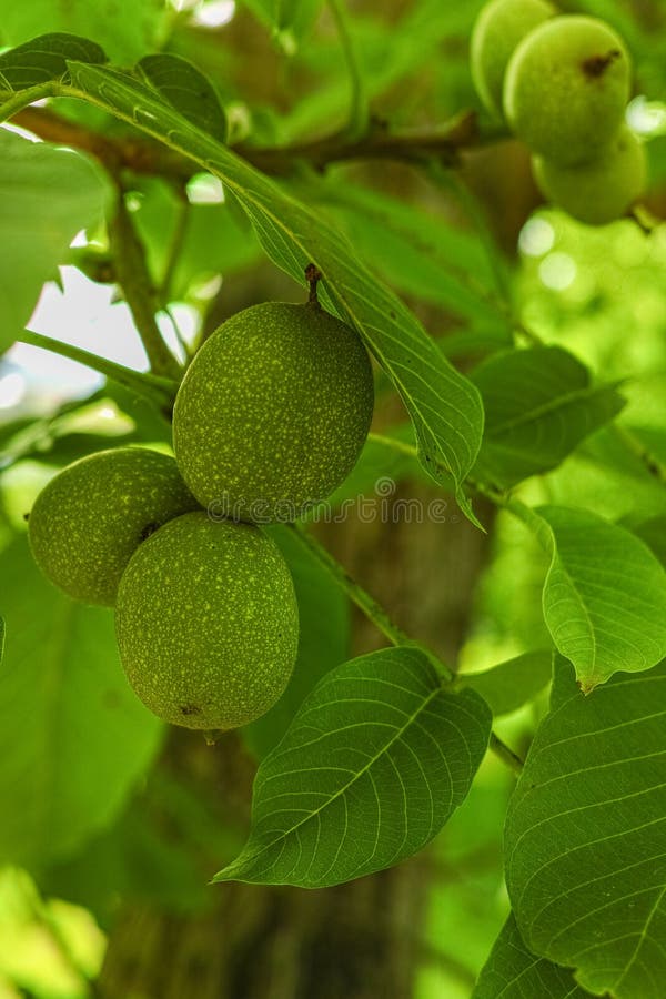 Walnut Tree (Juglans Regia) Branch with Fruit Stock Photo - Image of ...