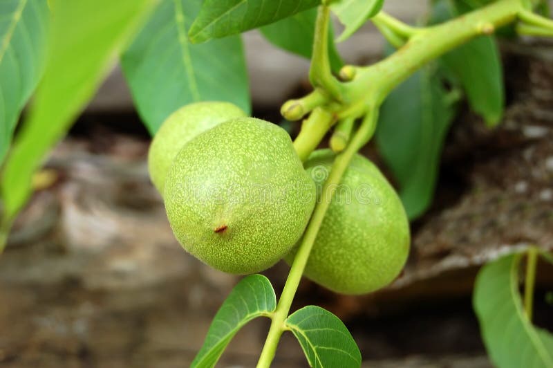 Walnut Tree Juglans Regia with Fruit Stock Image - Image of edible ...