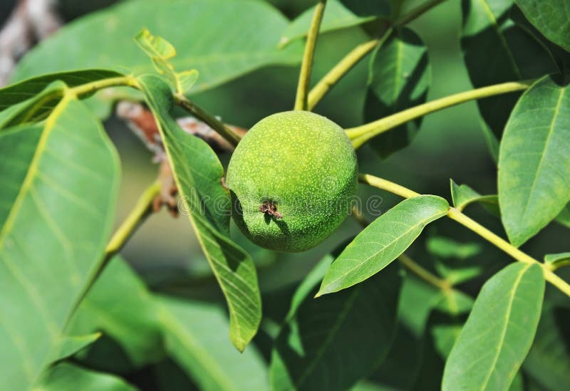Walnut Tree Juglans Regia with Fruit Stock Photo - Image of health ...