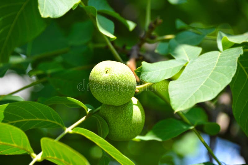 Walnut Tree Juglans Regia with Fruit Stock Photo - Image of ...