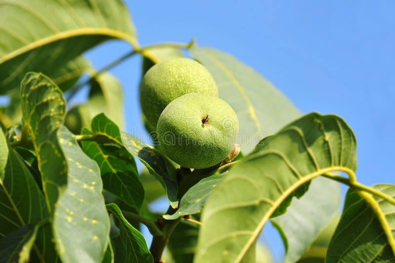 Walnut Tree Juglans Regia with Fruit Stock Photo - Image of harvest ...