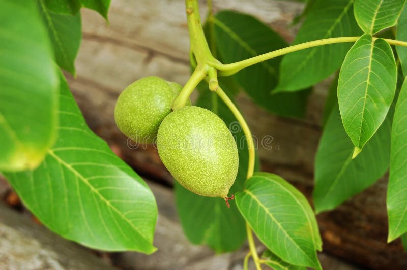 Walnut Tree Juglans Regia with Fruit Stock Image - Image of leaf ...