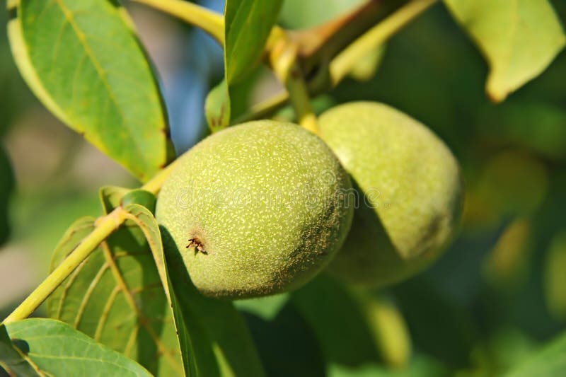 Walnut Tree (Juglans Regia) with Fruit Stock Image - Image of ...