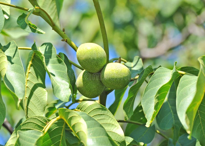 Walnut Tree (Juglans Regia) with Fruit Stock Photo - Image of ripe ...