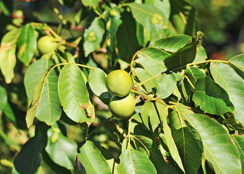 Walnut Tree (Juglans Regia) with Fruit Stock Image - Image of regia ...