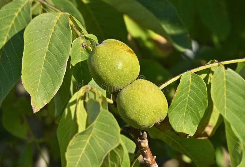 Walnut Tree (Juglans Regia) with Fruit Stock Photo - Image of edible ...