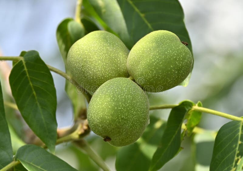 Walnut Tree (Juglans Regia) with Fruit Stock Image - Image of fruit ...