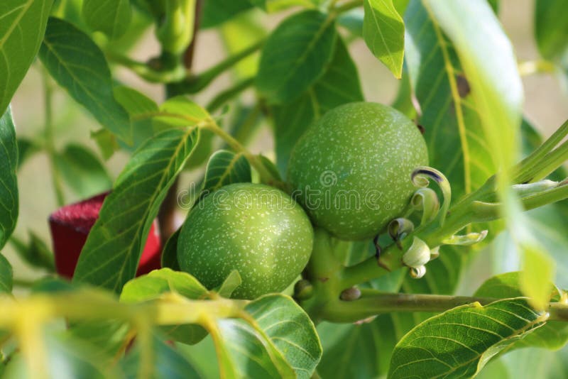 Walnut Tree. Juglans Regia with Green Fruit Starting To Mature. Green ...
