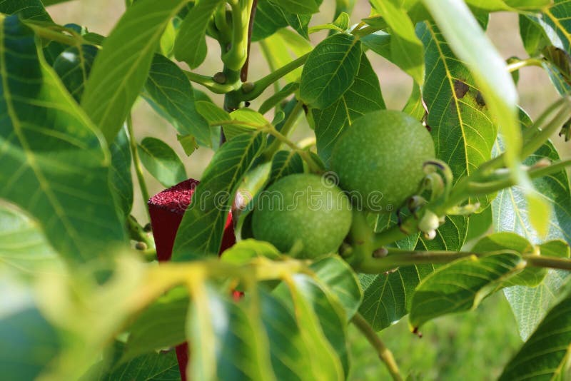 Walnut Tree. Juglans Regia with Green Fruit Starting To Mature. Green ...