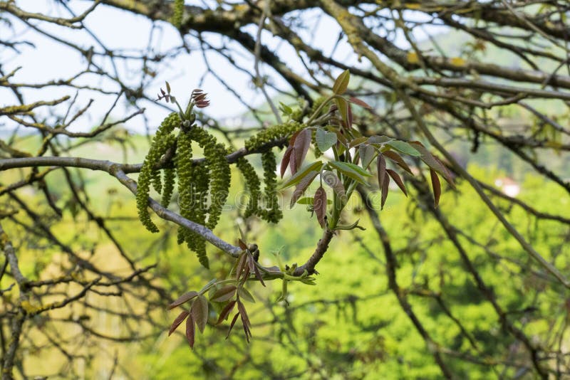 Walnut Tree Pollination Stock Photos - Free & Royalty-Free Stock Photos ...