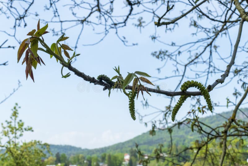 Walnut Tree Pollination Stock Photos - Free & Royalty-Free Stock Photos ...